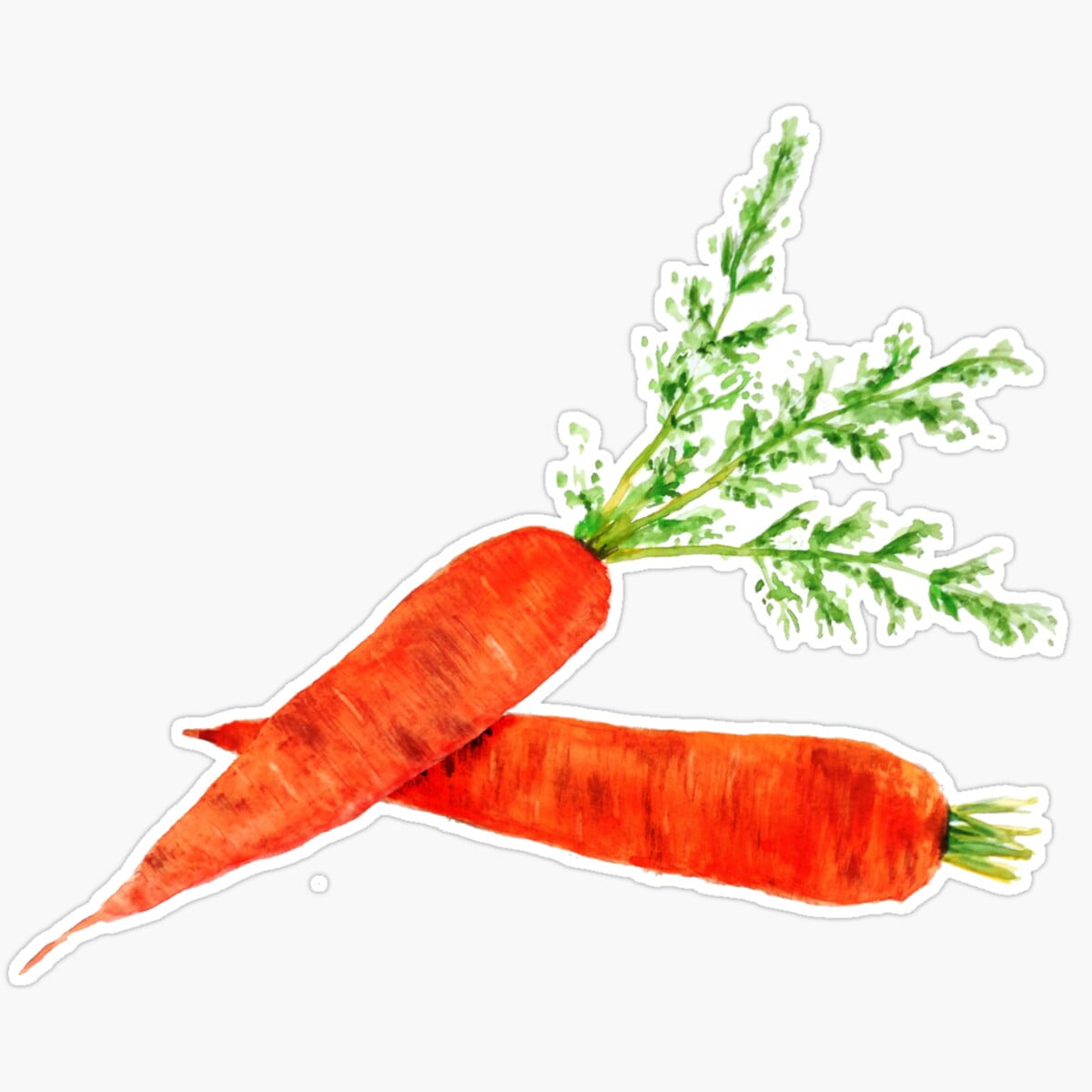 Kira hand painted orange carrot watercolor painting Sticker Decorative ...
