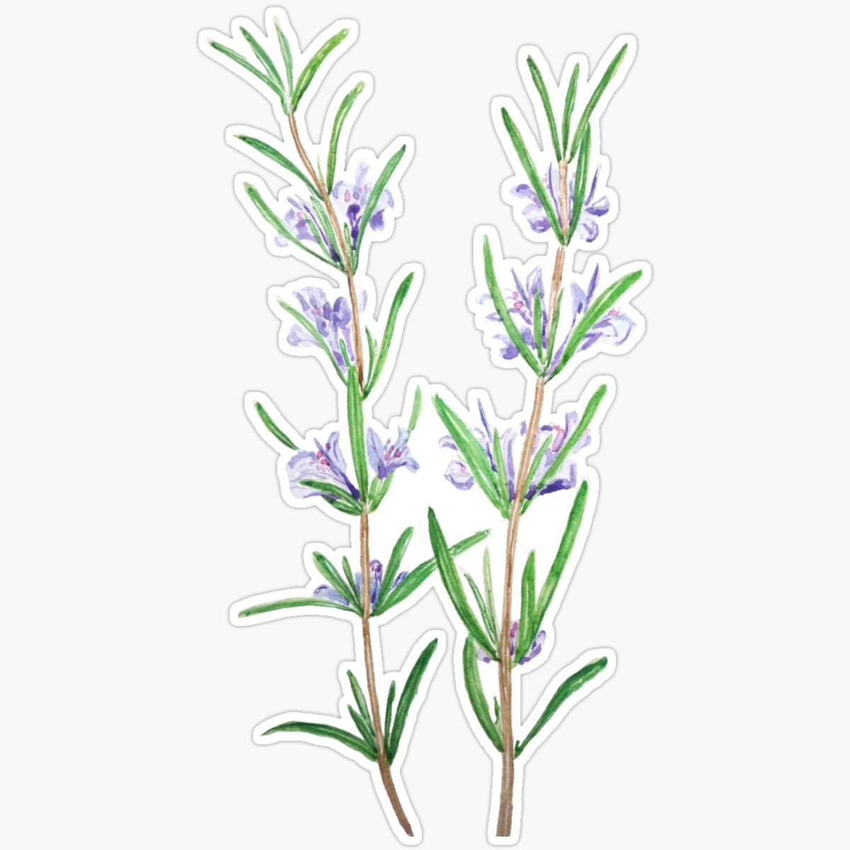 Kira hand painted rosemary watercolor Sticker Decorative Laptop, Phone ...