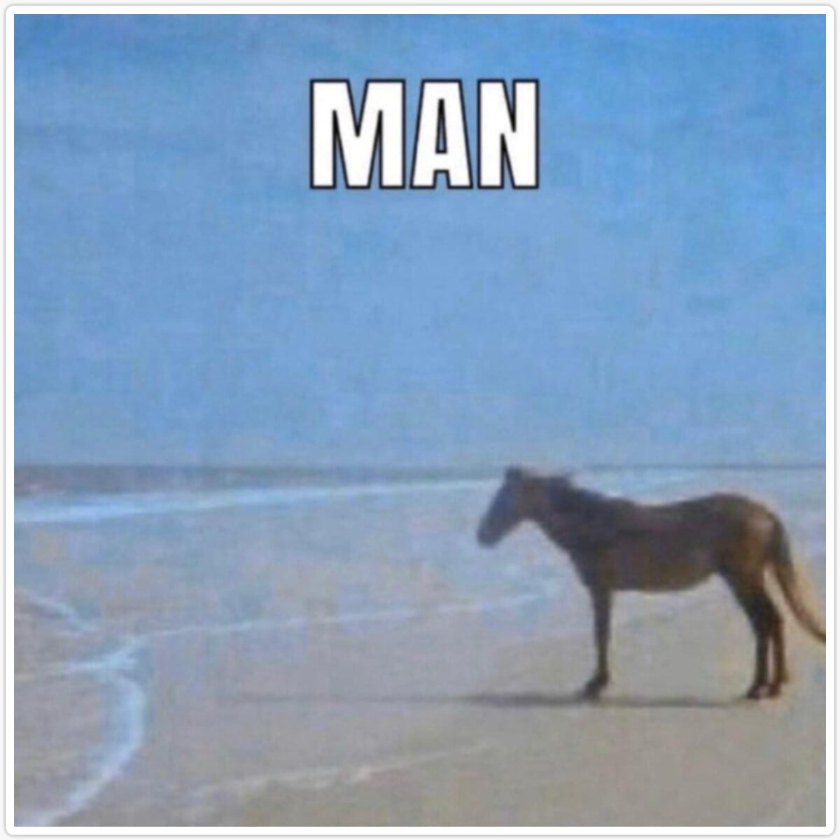 Kira horse by the ocean 'man' meme Sticker Decorative Laptop, Phone ...