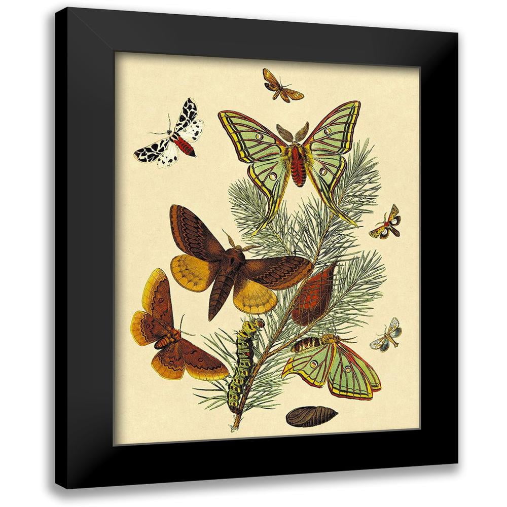 Kirby, W. F. 12x14 Black Modern Framed Museum Art Print Titled - Moths ...