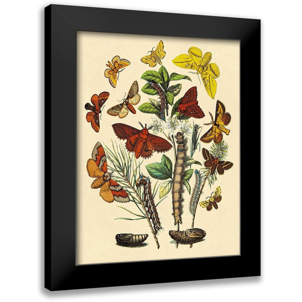 Kirby, W. F. 12x14 Black Modern Framed Museum Art Print Titled - Moths ...