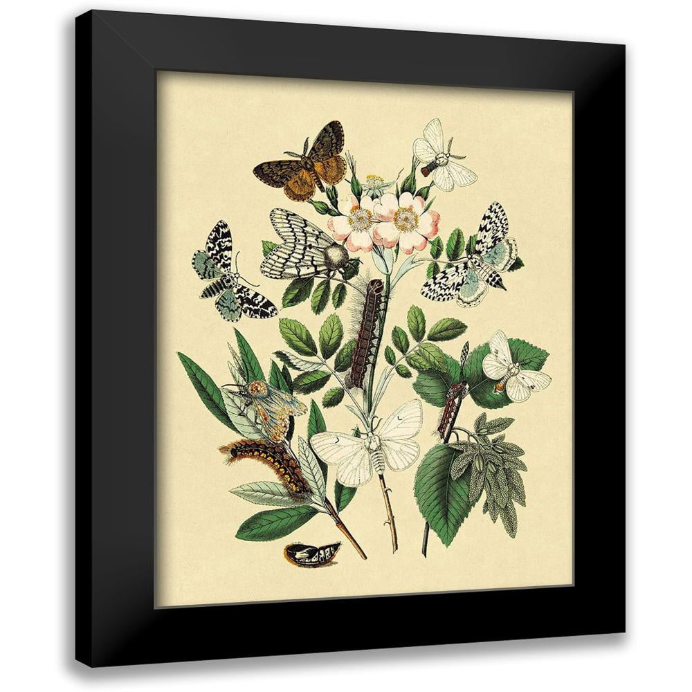 Kirby, W. F. 12x14 Black Modern Framed Museum Art Print Titled - Moths ...