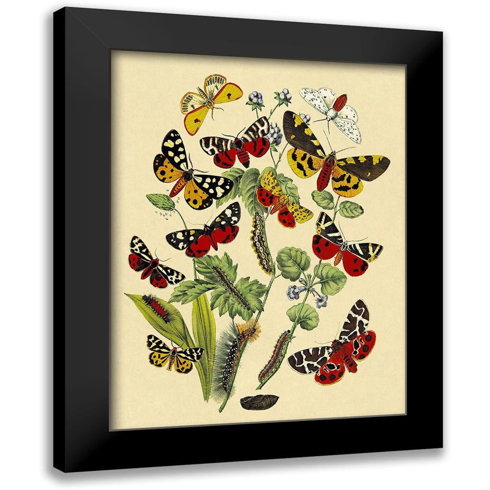 Kirby, W. F. 19x24 Black Modern Framed Museum Art Print Titled - Moths ...
