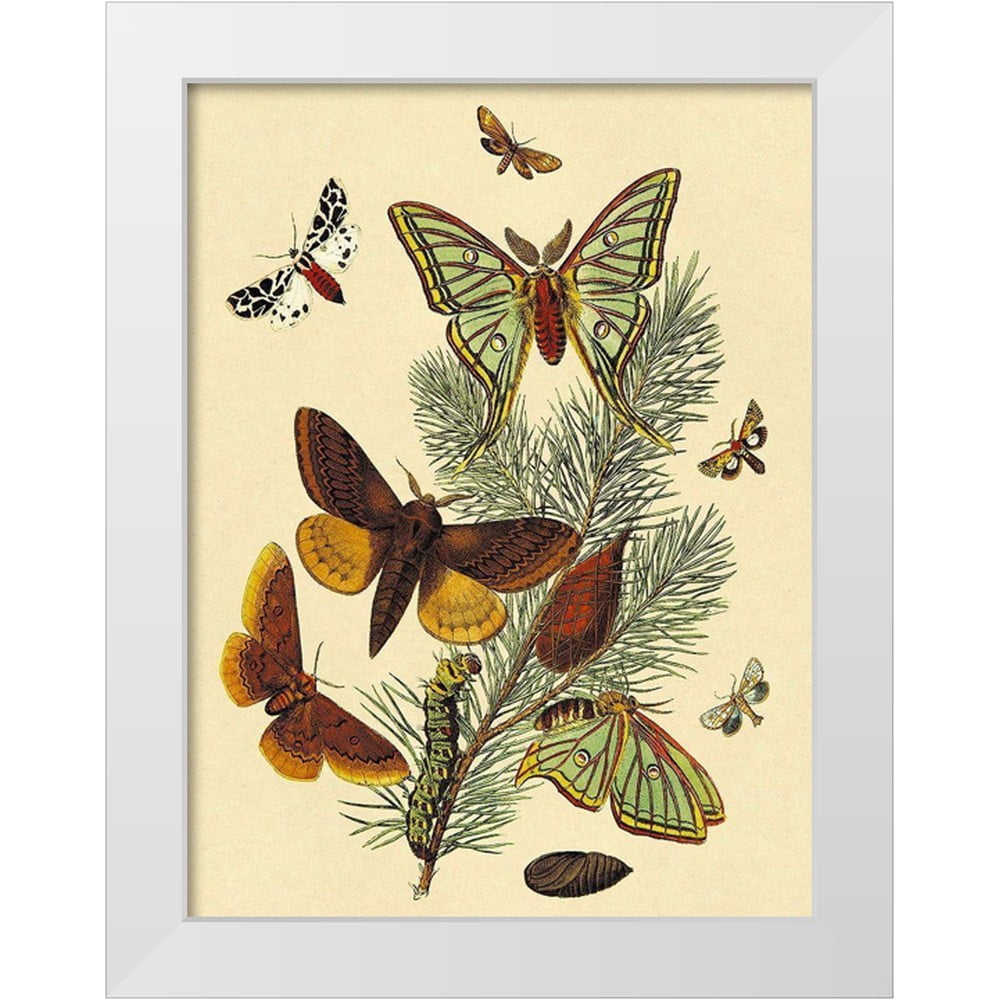 Kirby, W. F. 25x32 White Modern Wood Framed Museum Art Print Titled ...