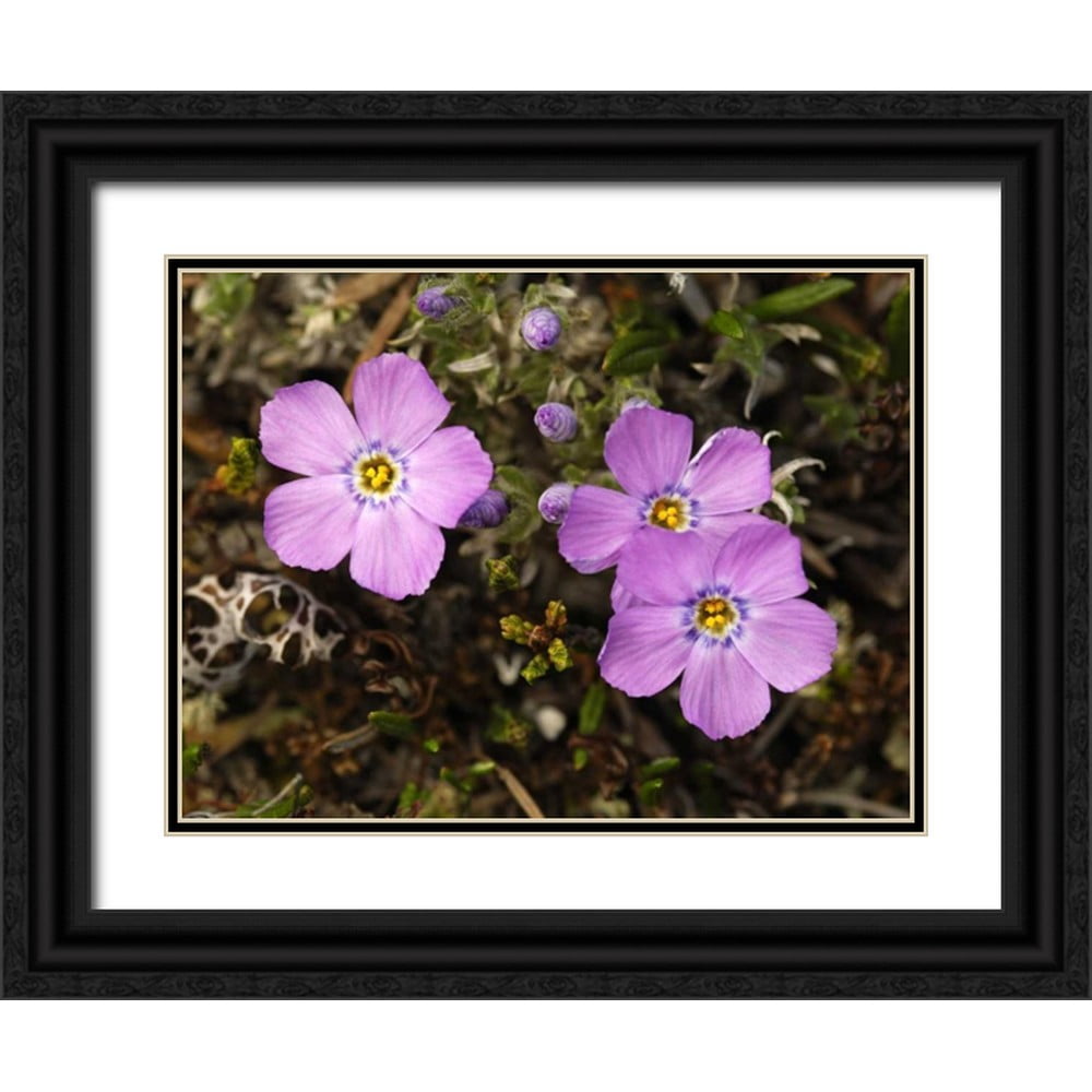 Kirkland, Dennis 24x19 Black Ornate Wood Framed with Double Matting ...