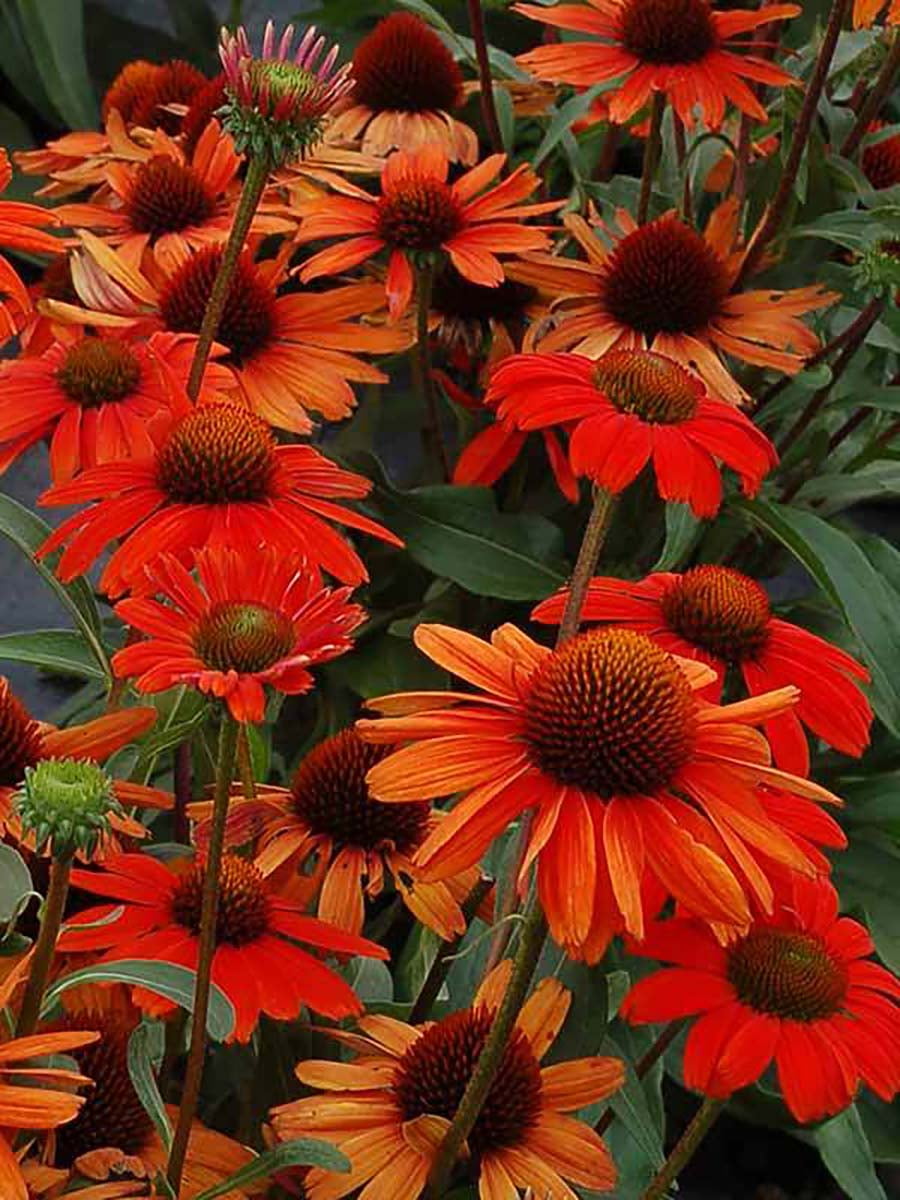 Kismet® Intense Orange Dwarf Coneflower Perennial - Echinacea - Gallon ...