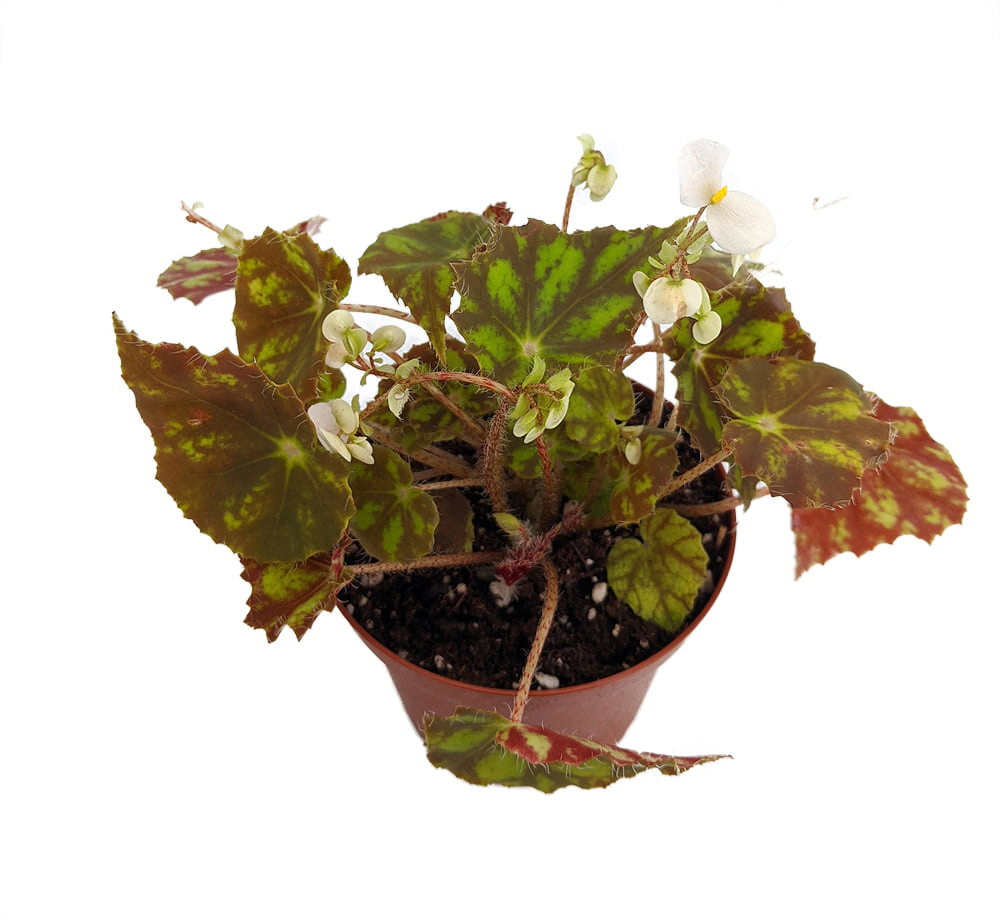 Kit Kat Begonia Plant - 2.5" Pot - Small Leaves - Collector's Series ...