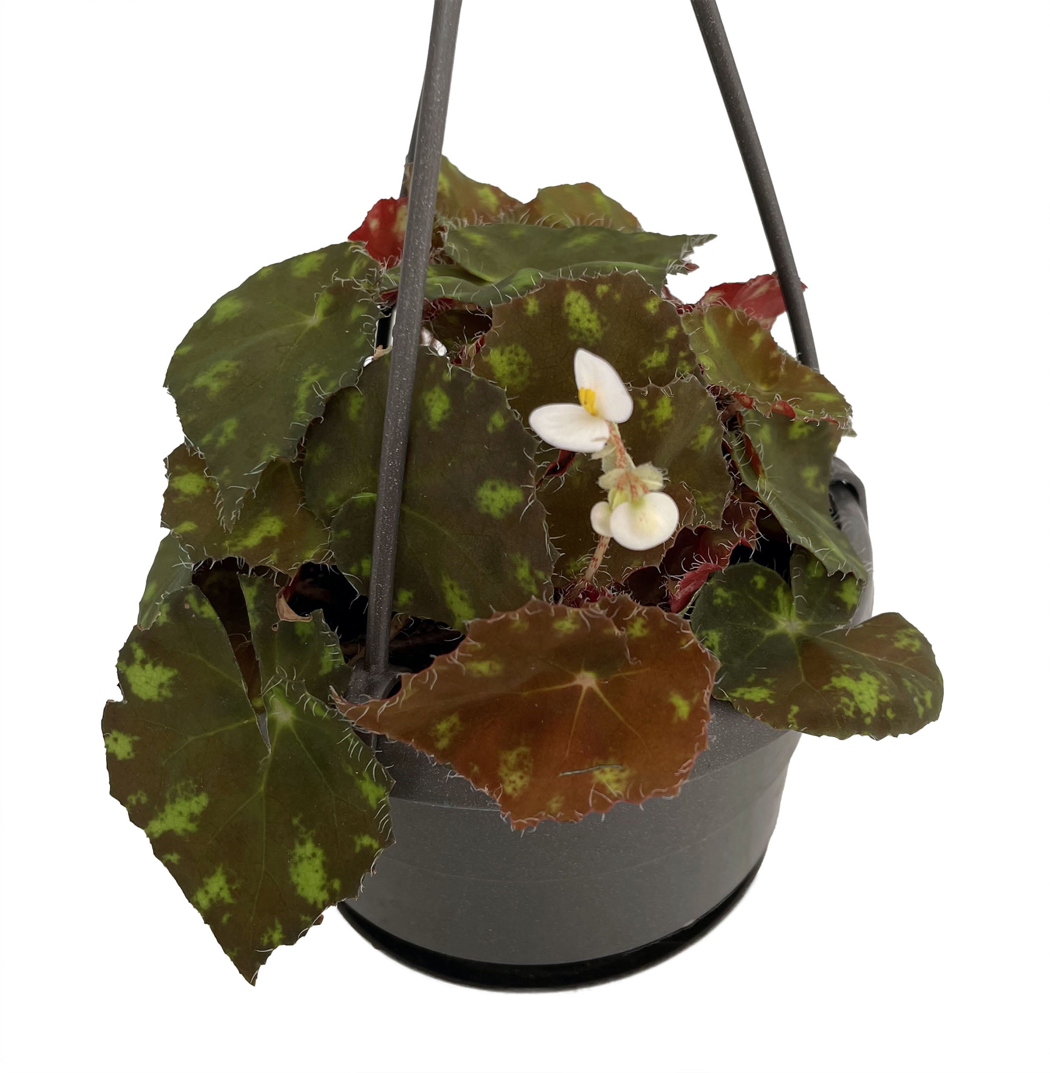 Kit Kat Begonia Plant- 4" Metallic Grey Mini Hanging Basket -Collector ...