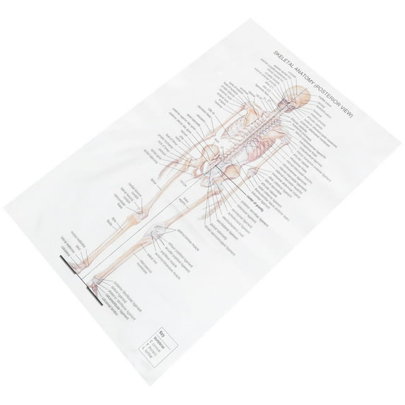 Kitandove Skeletal Structure Anatomy Poster 1Pcs Educational Home Wall ...