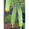 Kitazawa Seed Company's Asia Eun Cheon Hybrid Cucumber Seeds - F1 Non ...