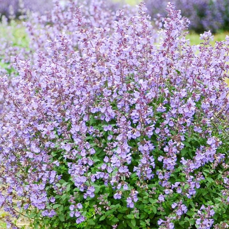 Kitten Around Catmint Flower Root - Fragrant Perennial - Attracts Cats ...