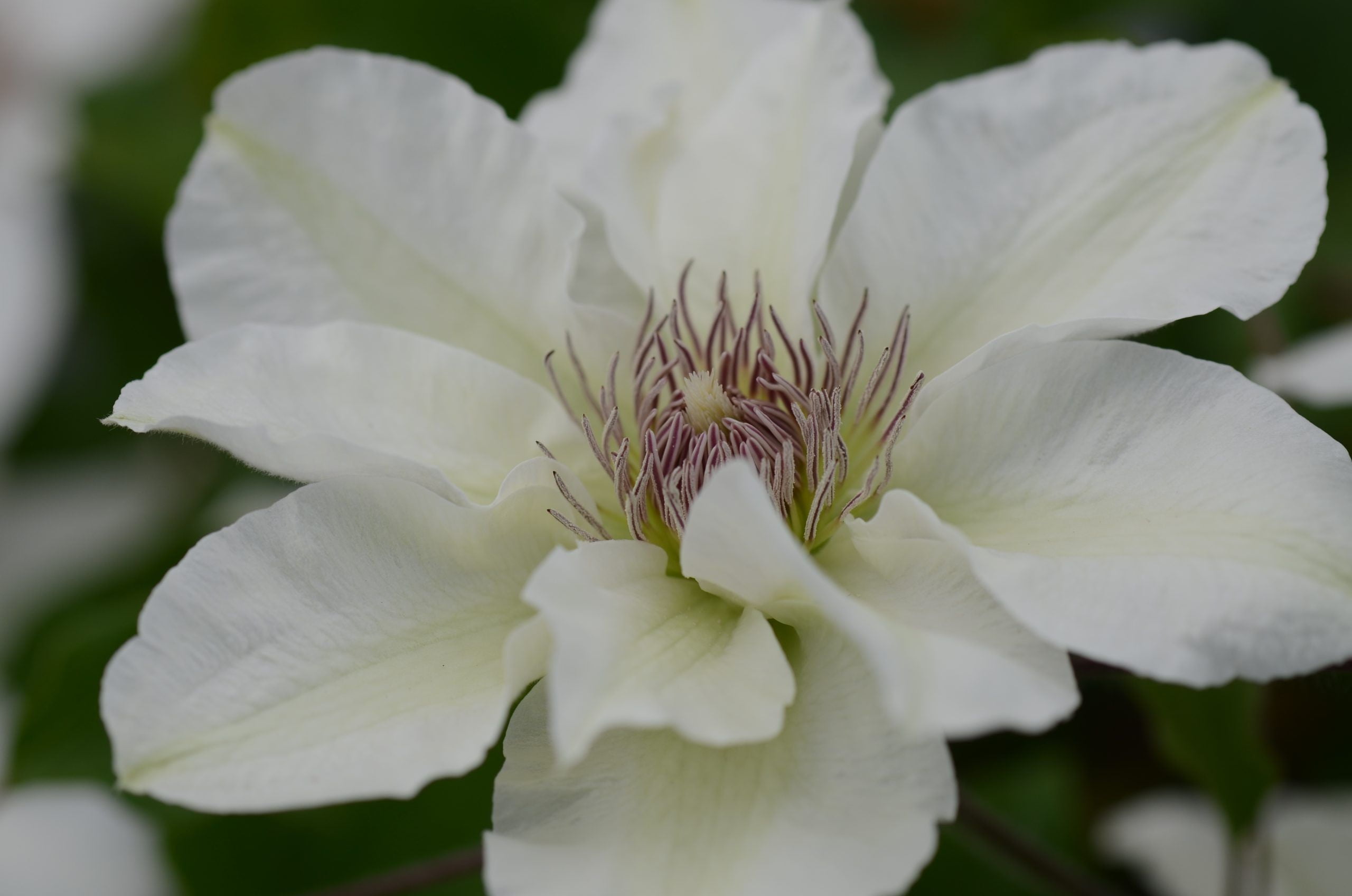 Kitty™ Boulevard Clematis Vine - White - Fragrant - NEW! - 2.5" Pot ...