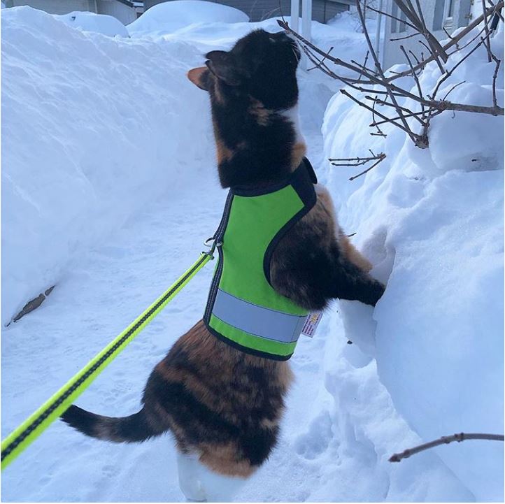 Kitty Holster Reflective Safety Harness (Made in USA) Color: Loud Lime ...