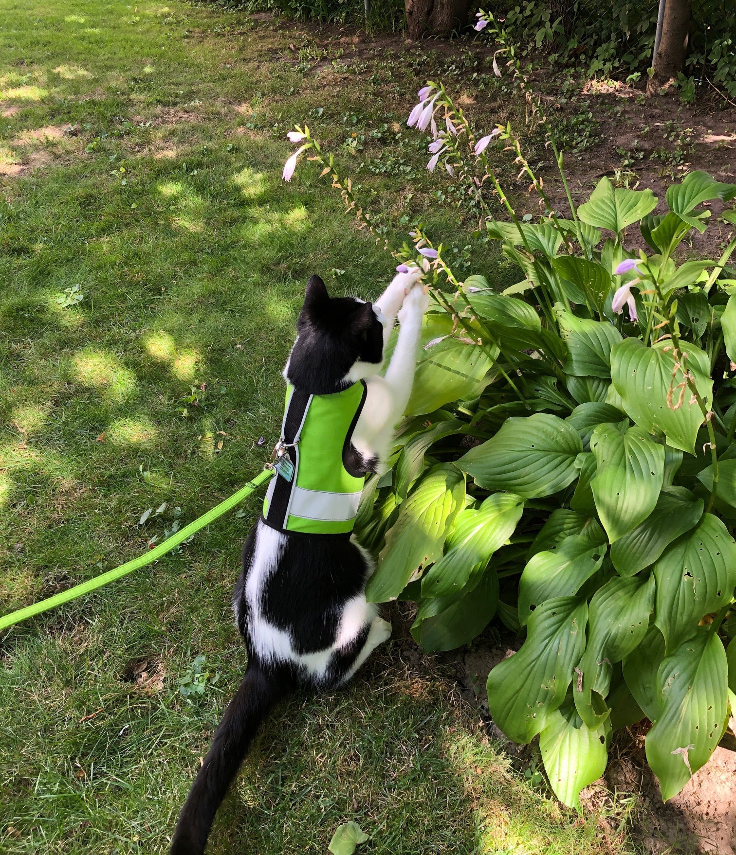 Kitty Holster Reflective Safety Harness (Made in USA) Color: Loud Lime ...