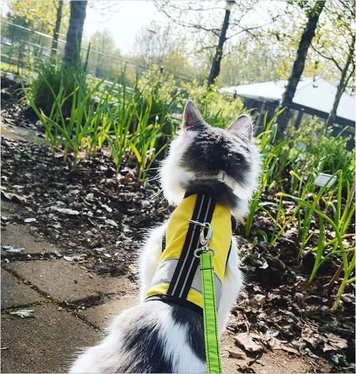 Kitty Holster Reflective Safety Harness (Made in USA) Color: Sunshine ...