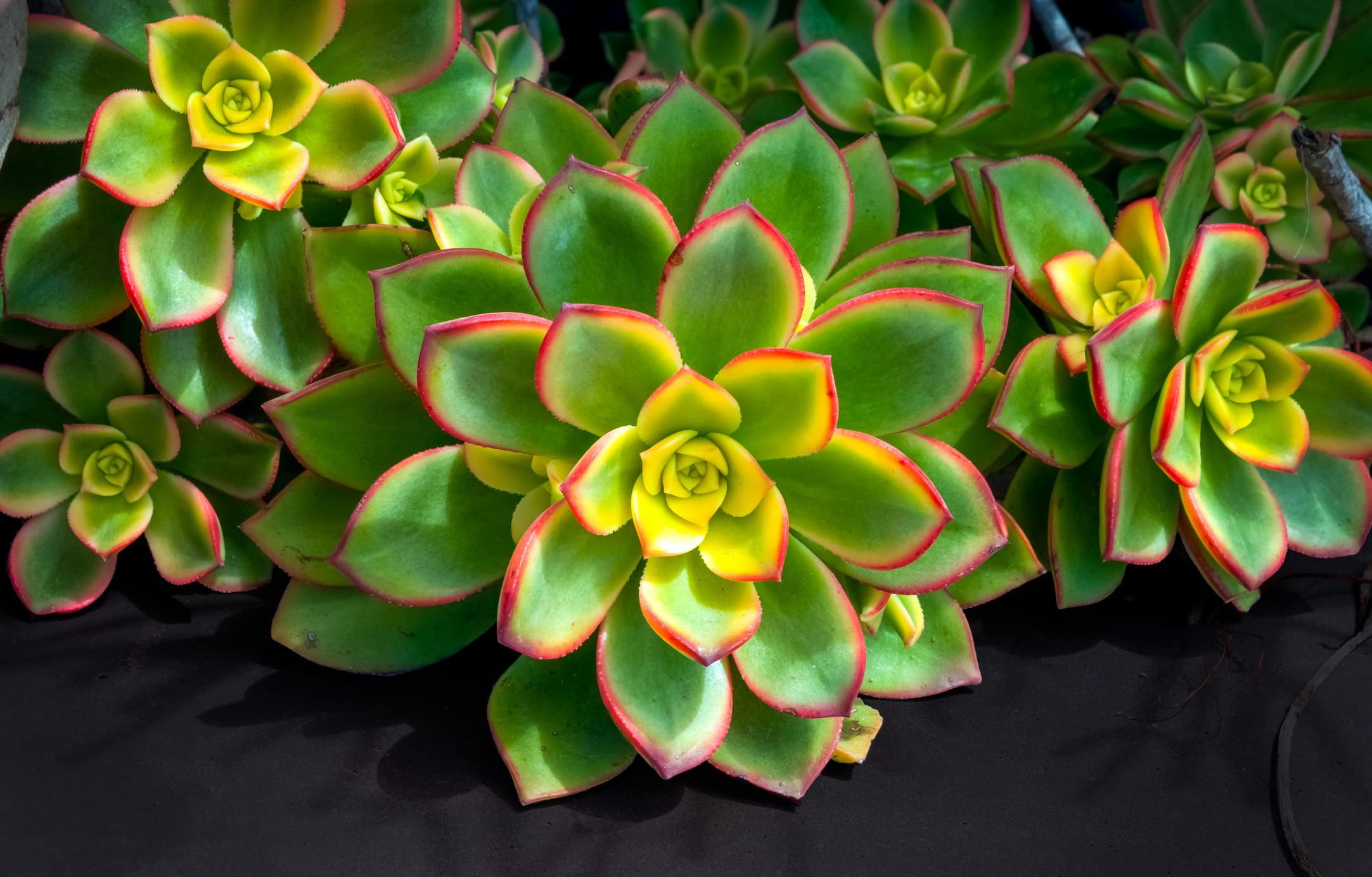 Kiwi Aeonium Seeds for Planting - 30 Seeds -Aeonium percaneum - Ships ...