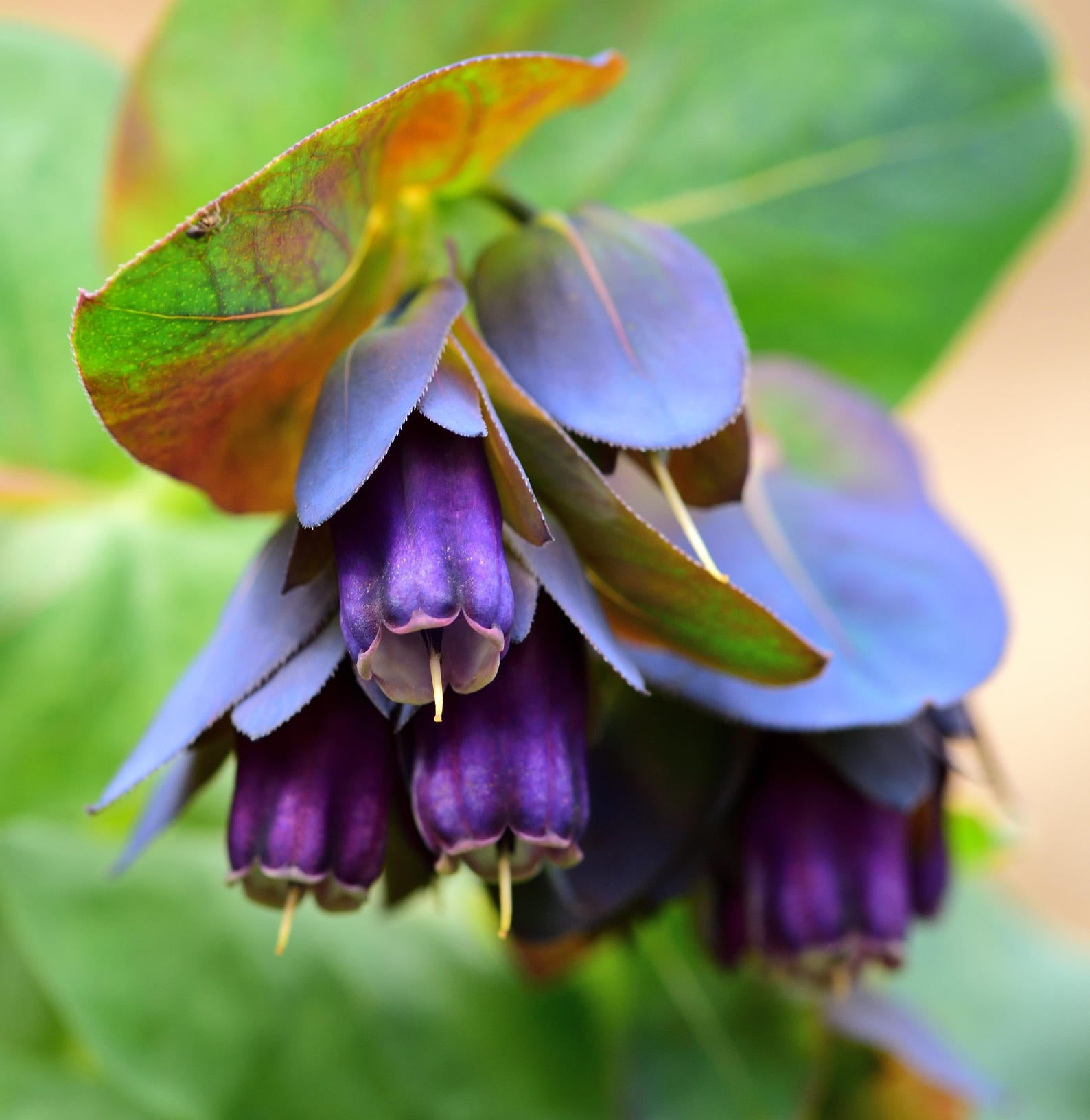 Kiwi Blue Cerinthe major purpurascens Cut Flower Seed Packet for Planting - Walmart.com