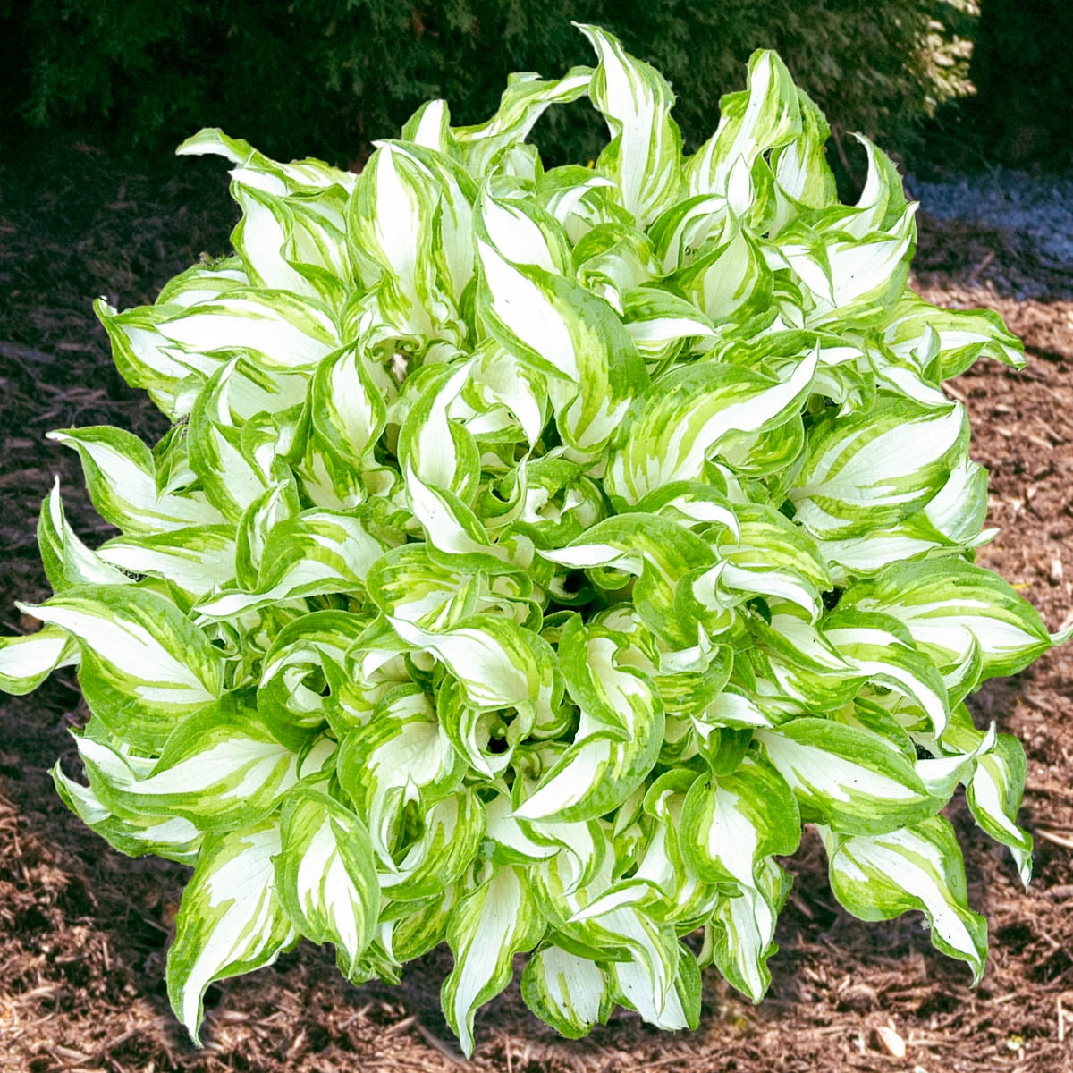 Kiwi Spearmint Hosta Dormant Bare Root Perennial Starter Plant Roots, 3 ...