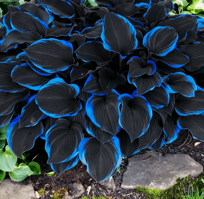 Klein Blue Hosta Bulbs Hosta Collection Bulbs Ornamental Hard-Simple ...