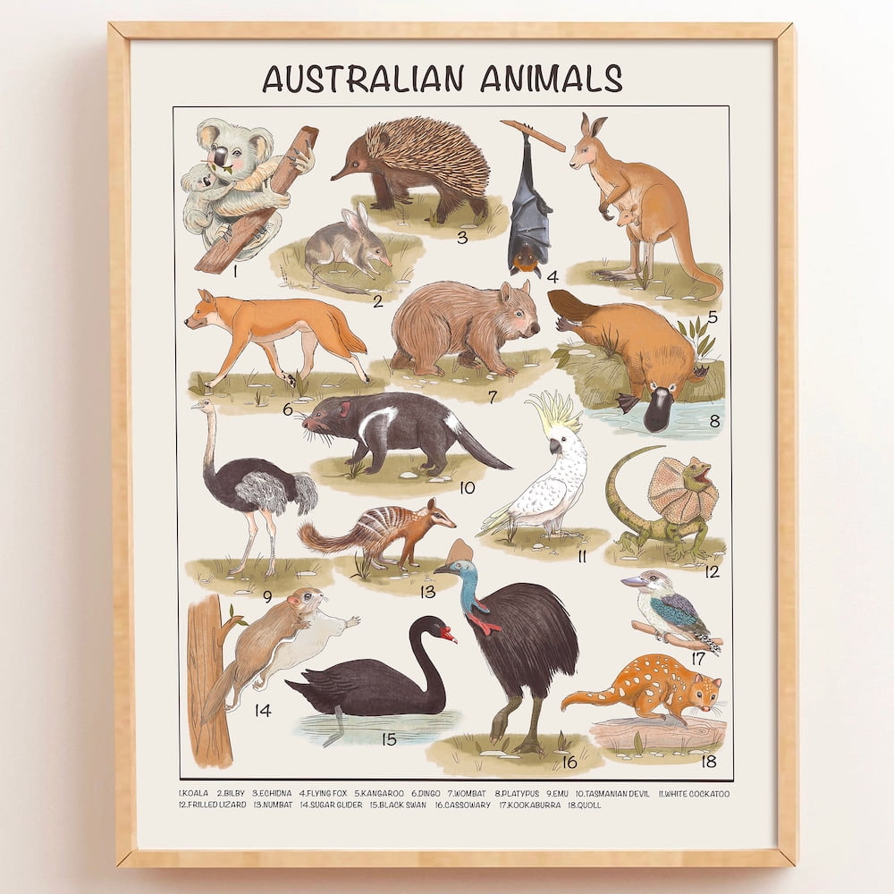 Kna Prints - 1 Pc Poster Australian Animals Educational Posters ...