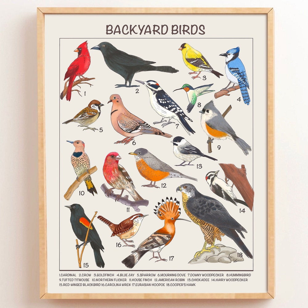 Kna Prints - 1 Pc Poster Backyard Birds Educational Posters, Montessori ...