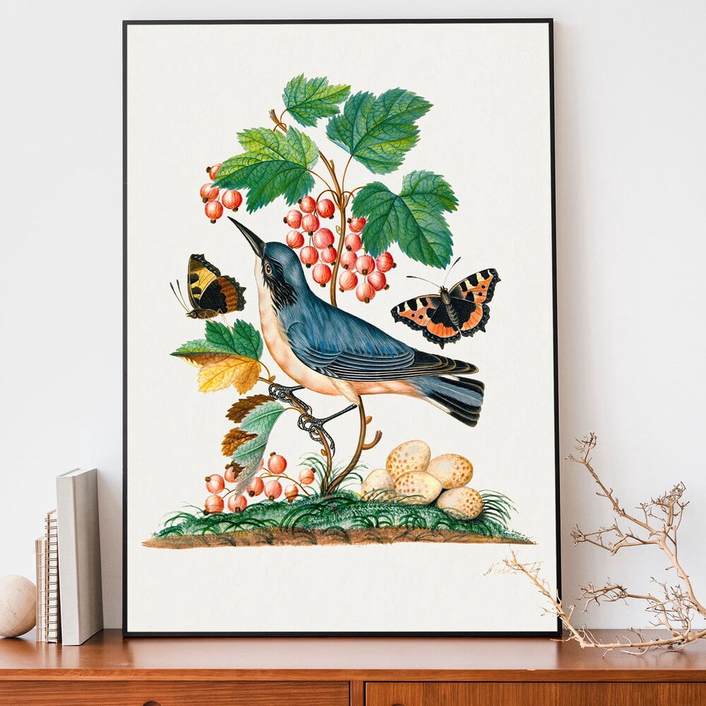 Kna Prints - 1 Pc Poster Bird Illustration Art Print, James Bolton ...