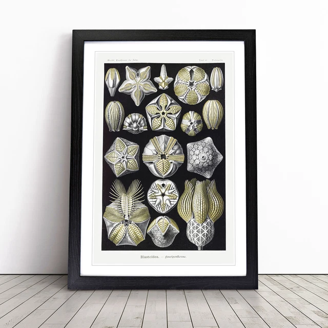 Kna Prints - 1 Pc Poster Blastoid Sea Buds By Ernst Haeckel Wall Poster ...