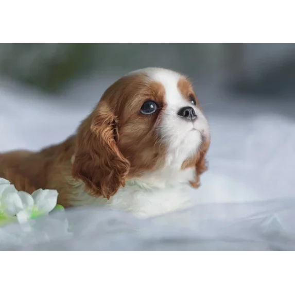 Kna Prints - 1 Pc Poster Cavalier King Charles Spaniel Poster Gift ...