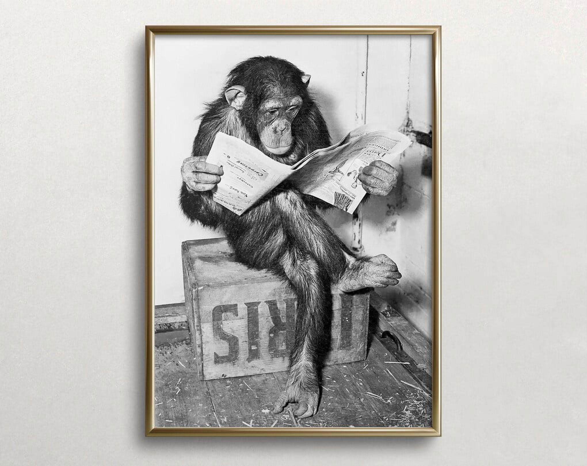 Kna Prints - 1 Pc Poster Chimpanzee Reading Newspaper, Black And White ...