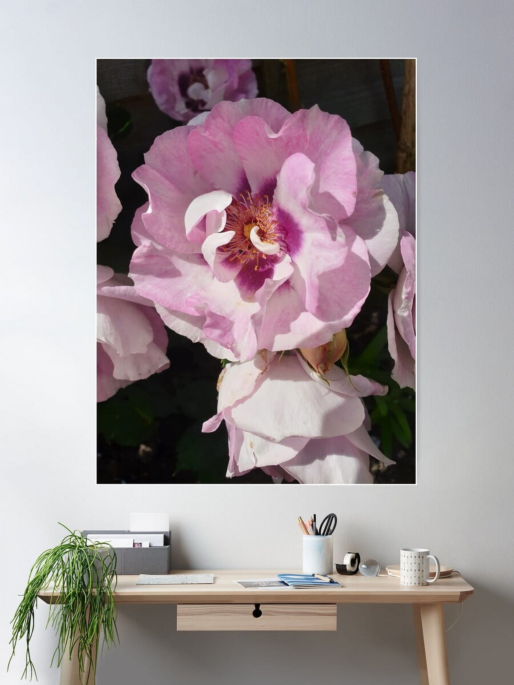 Kna Prints - 1 Pc Poster Cotry Rose, UNFRAMED-12x18 - Walmart.com