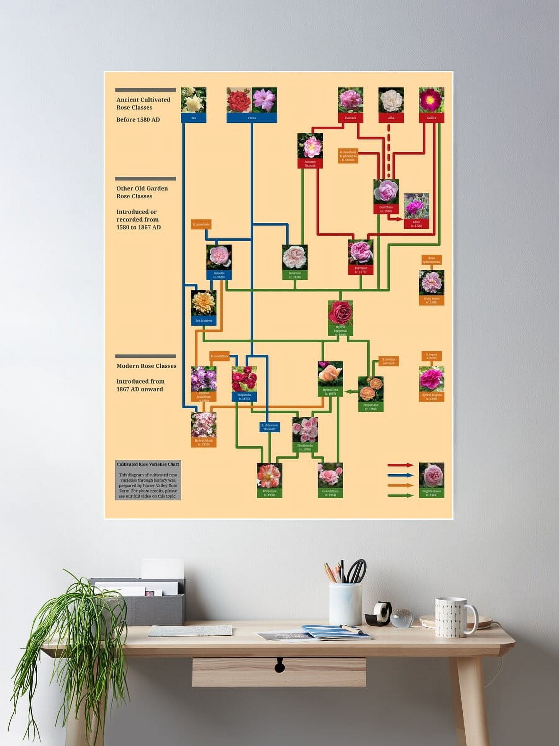 Kna Prints - 1 Pc Poster Cultivated Rose Varieties Chart, UNFRAMED ...