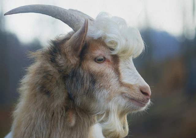 Kna Prints - 1 Pc Poster Curly Hair Goat Poster Funny Cute Gift #12552 ...