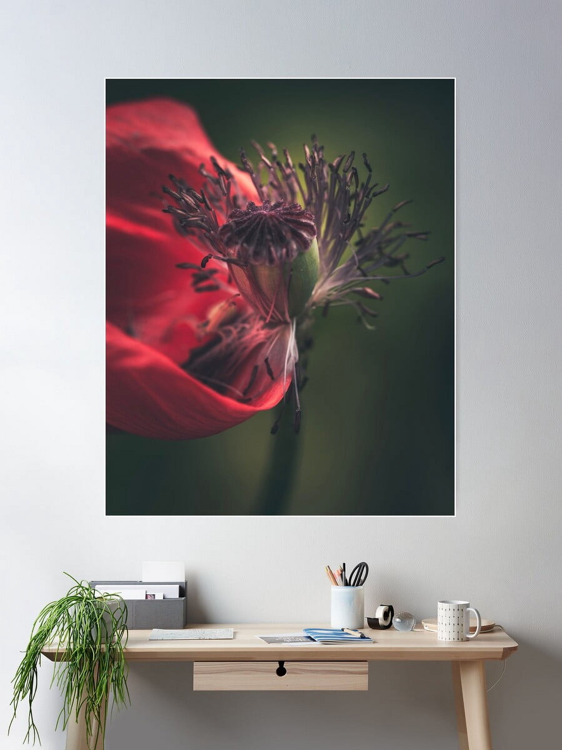 Kna Prints - 1 Pc Poster Dark And Moody Dying Poppy Macro, UNFRAMED ...
