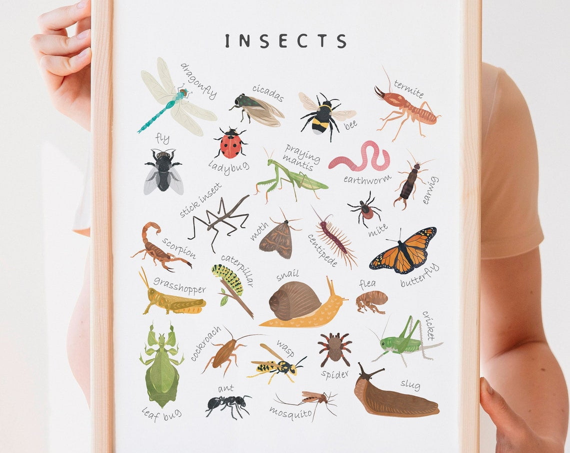 Kna Prints - 1 Pc Poster Educational Bugs , Insects , Nature Classroom ...