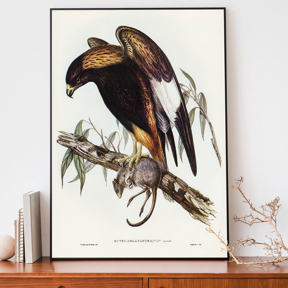 Kna Prints - 1 Pc Poster Elizabeth Gould Buzzard Bird Art Print ...