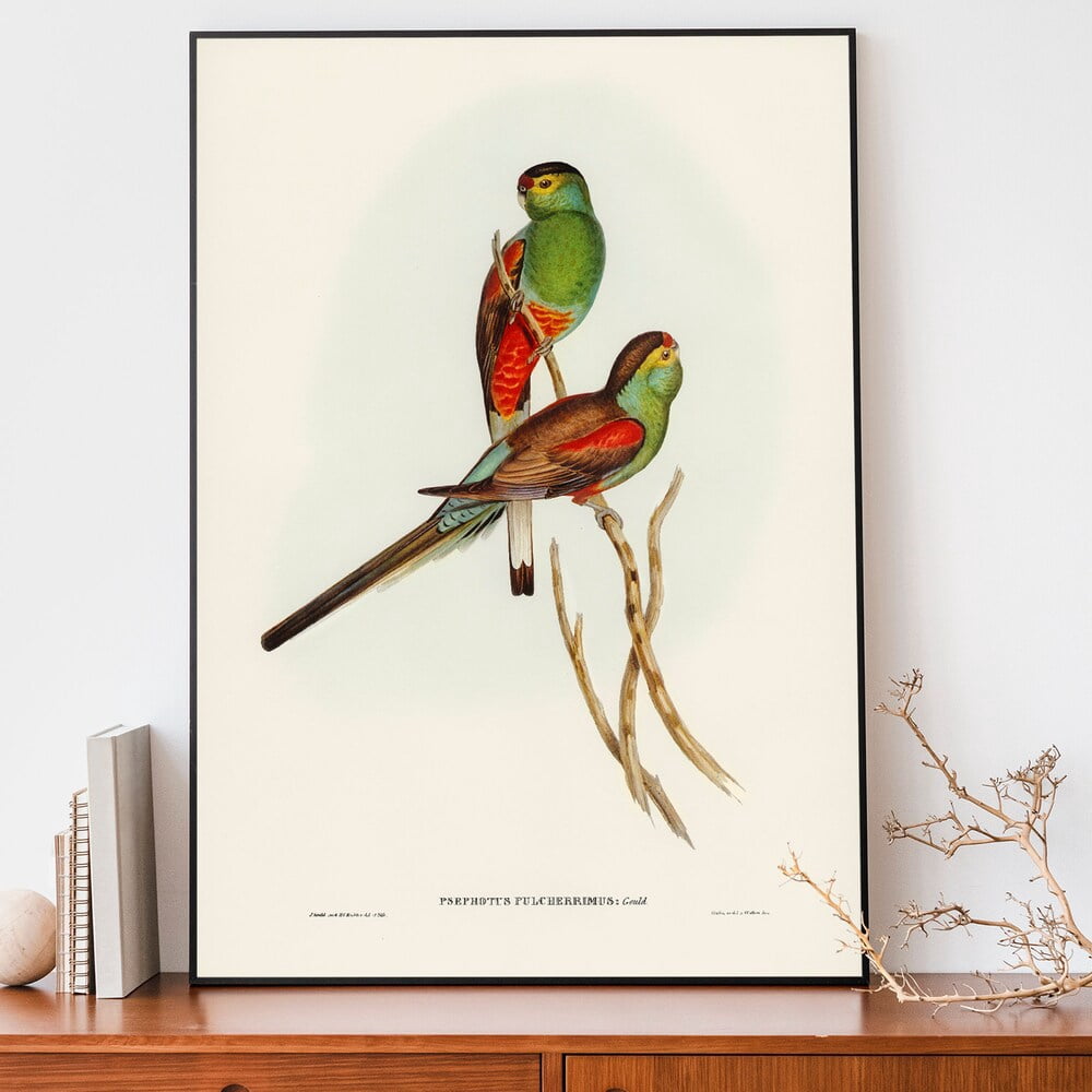 Kna Prints - 1 Pc Poster Elizabeth Gould Parrakeet Art Print, Vintage ...