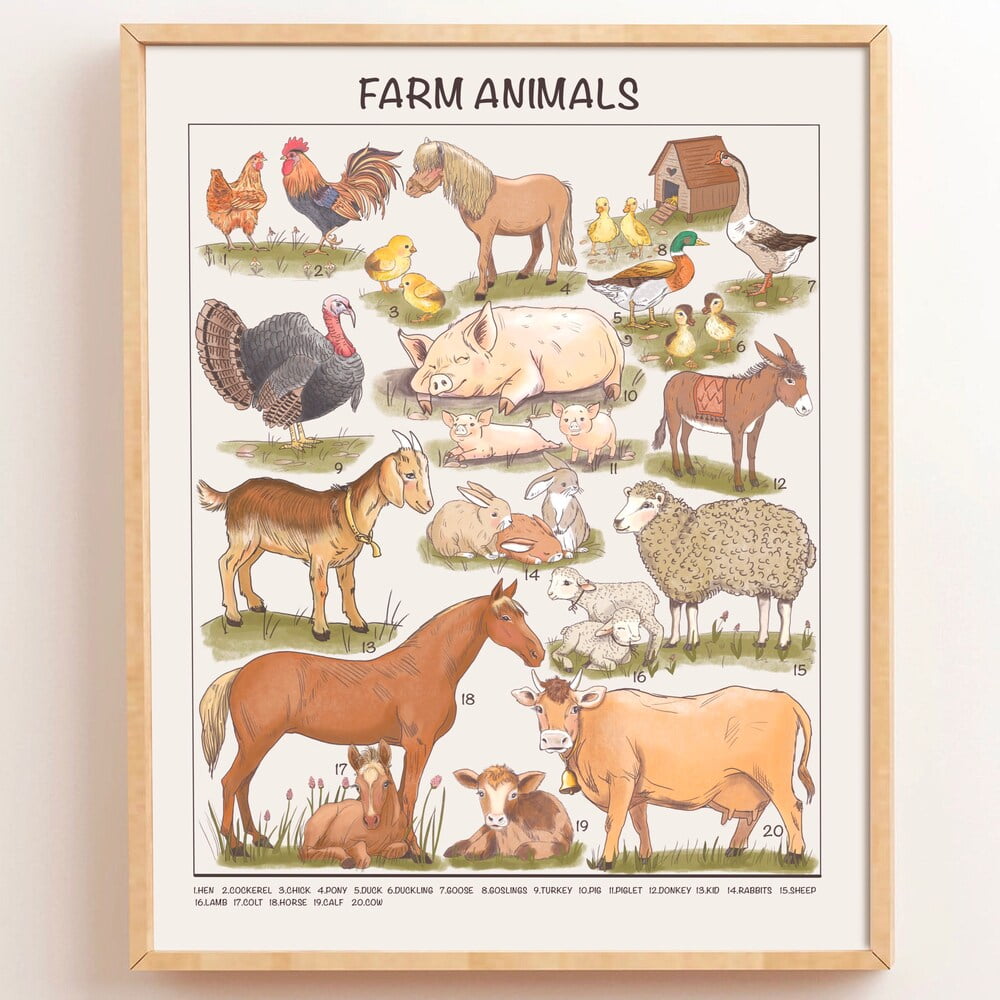 Kna Prints - 1 Pc Poster Farm Animals Educational Posters, Homeschool ...