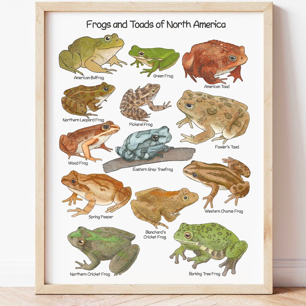 Kna Prints - 1 Pc Poster Frogs And Toads Of North America Educational ...