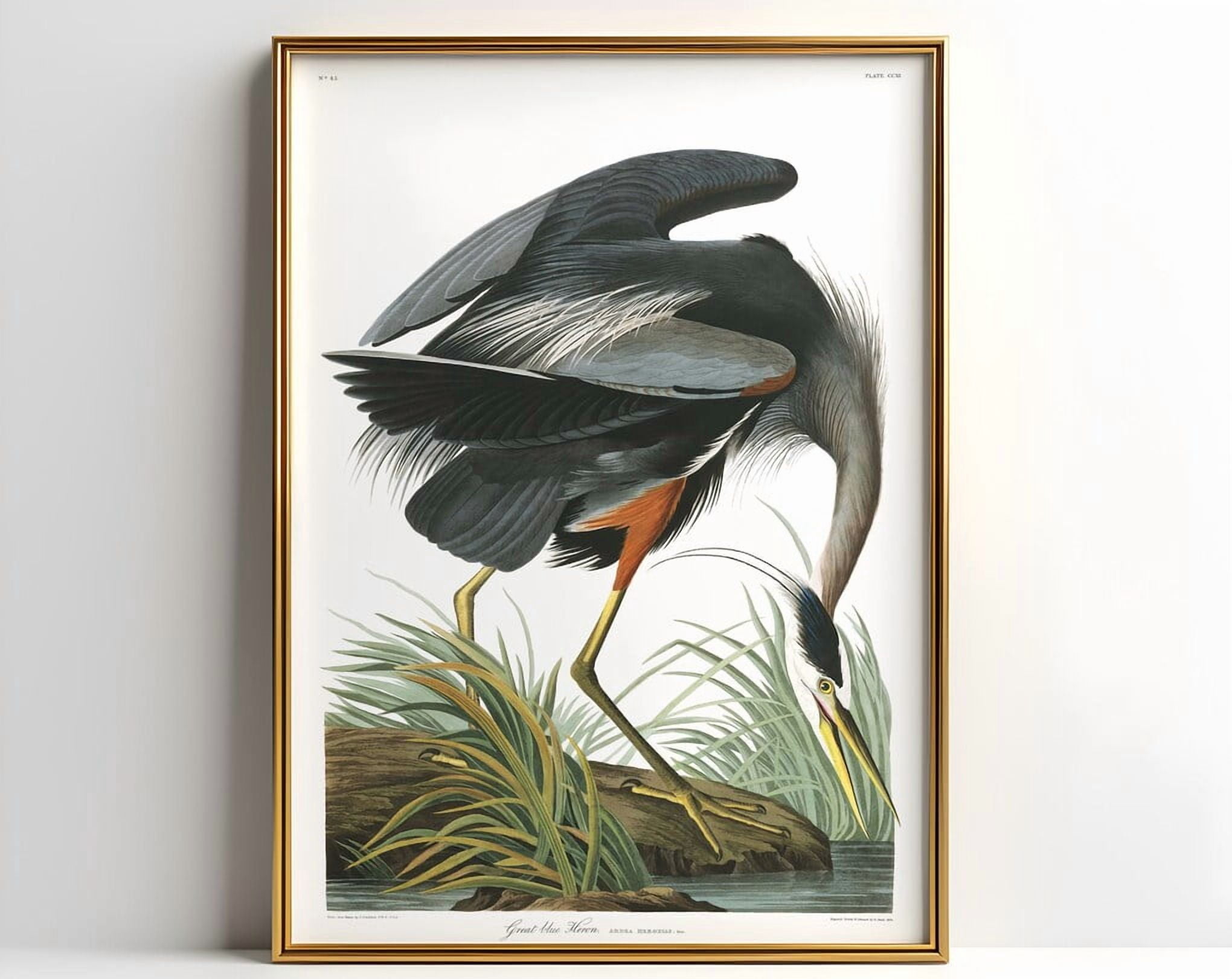 Kna Prints - 1 Pc Poster Great Blue Heron, Bird Wall Art, John James ...