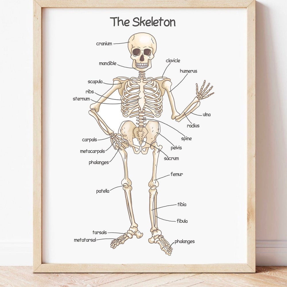Kna Prints - 1 Pc Poster Human Skeleton Poster For Kids Human Bones ...