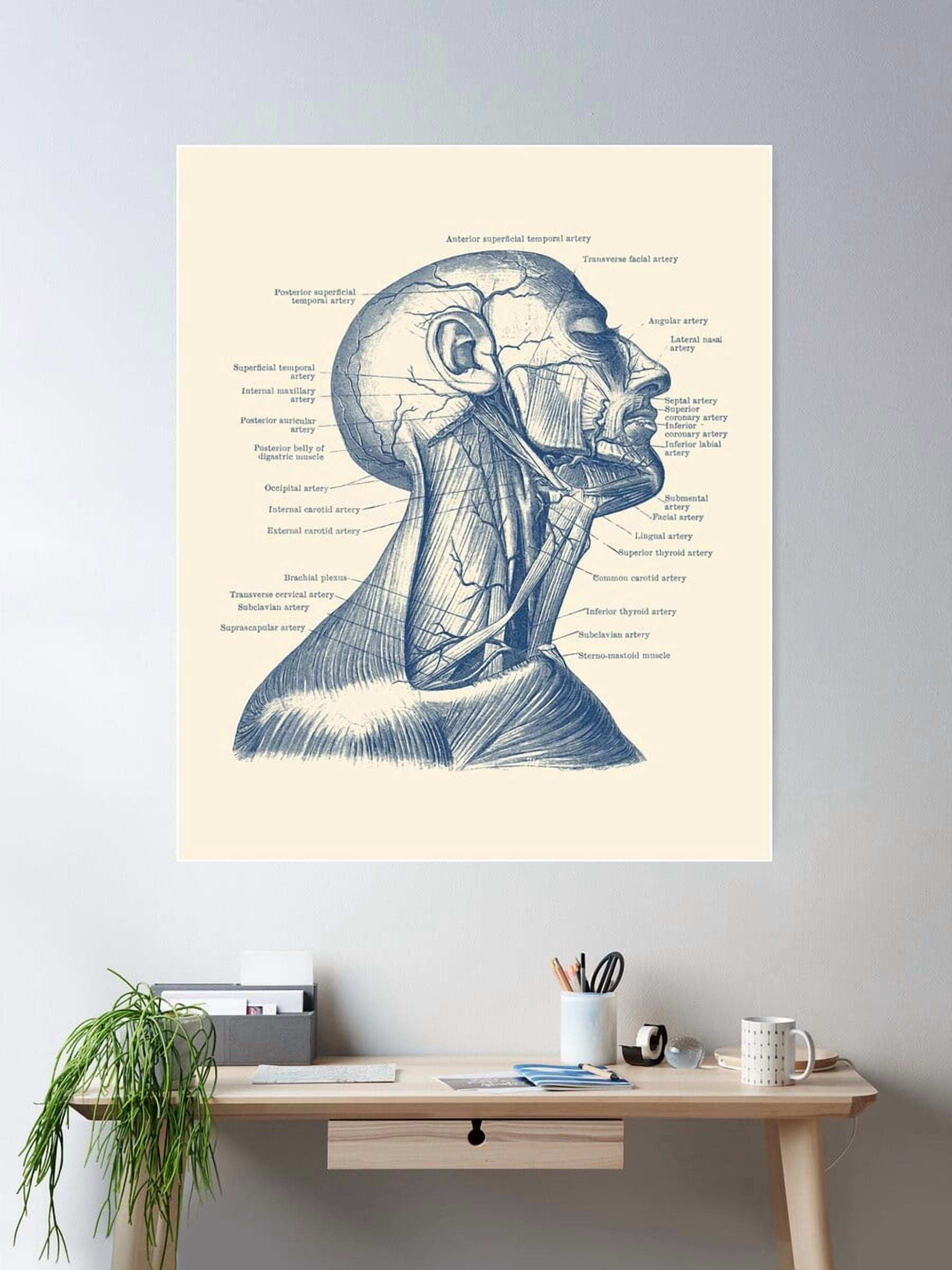 Kna Prints - 1 Pc Poster Human Venous And Circulatory Systems Neck ...