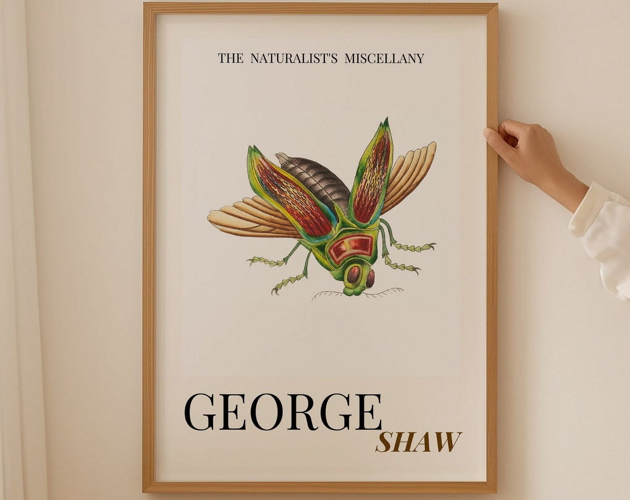 Kna Prints - 1 Pc Poster Insect Illustration 1800S, George Shaw Insect ...