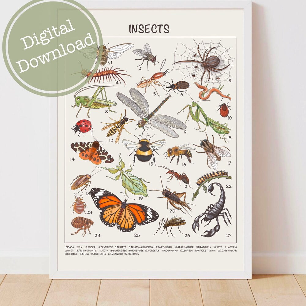 Kna Prints - 1 Pc Poster Insects Able Prints Montessori Educational ...