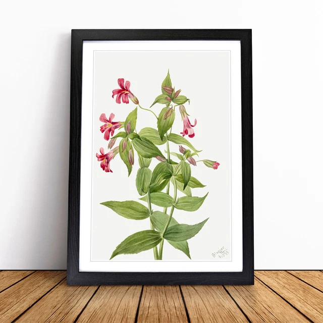 Kna Prints - 1 Pc Poster Lewis Monkey Flower By Mary Vaux Walcott Wall ...