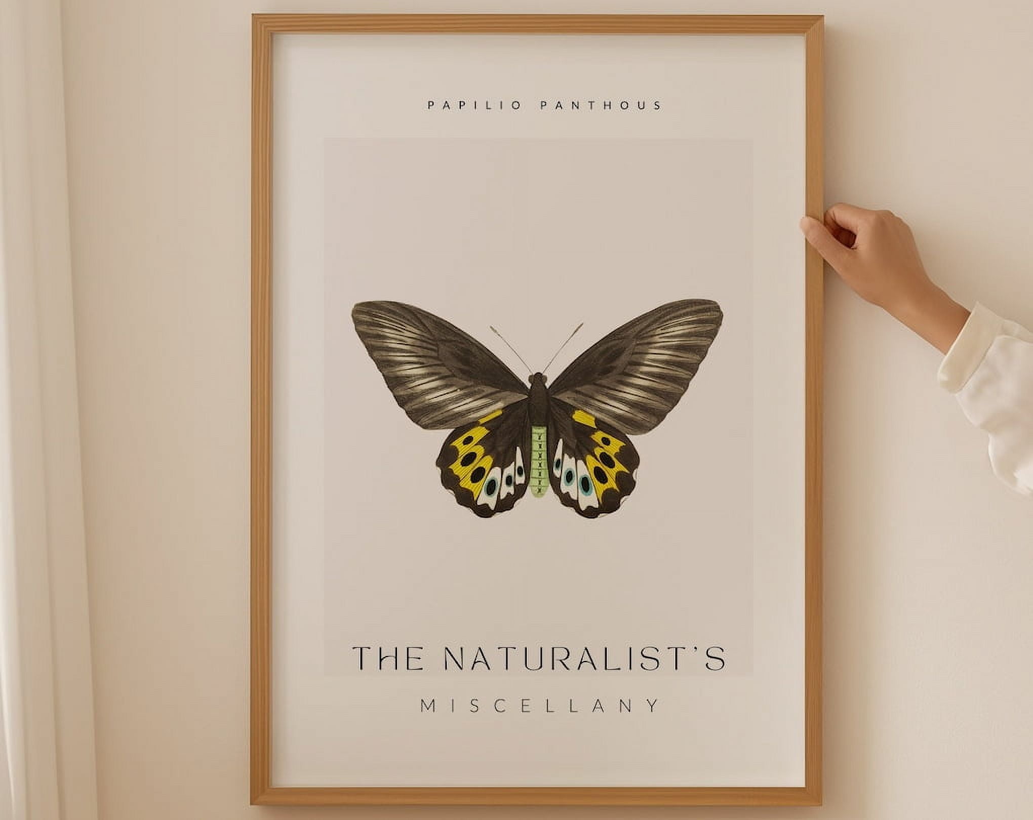 Kna Prints - 1 Pc Poster The Naturalist Miscellany Print, Papilio ...