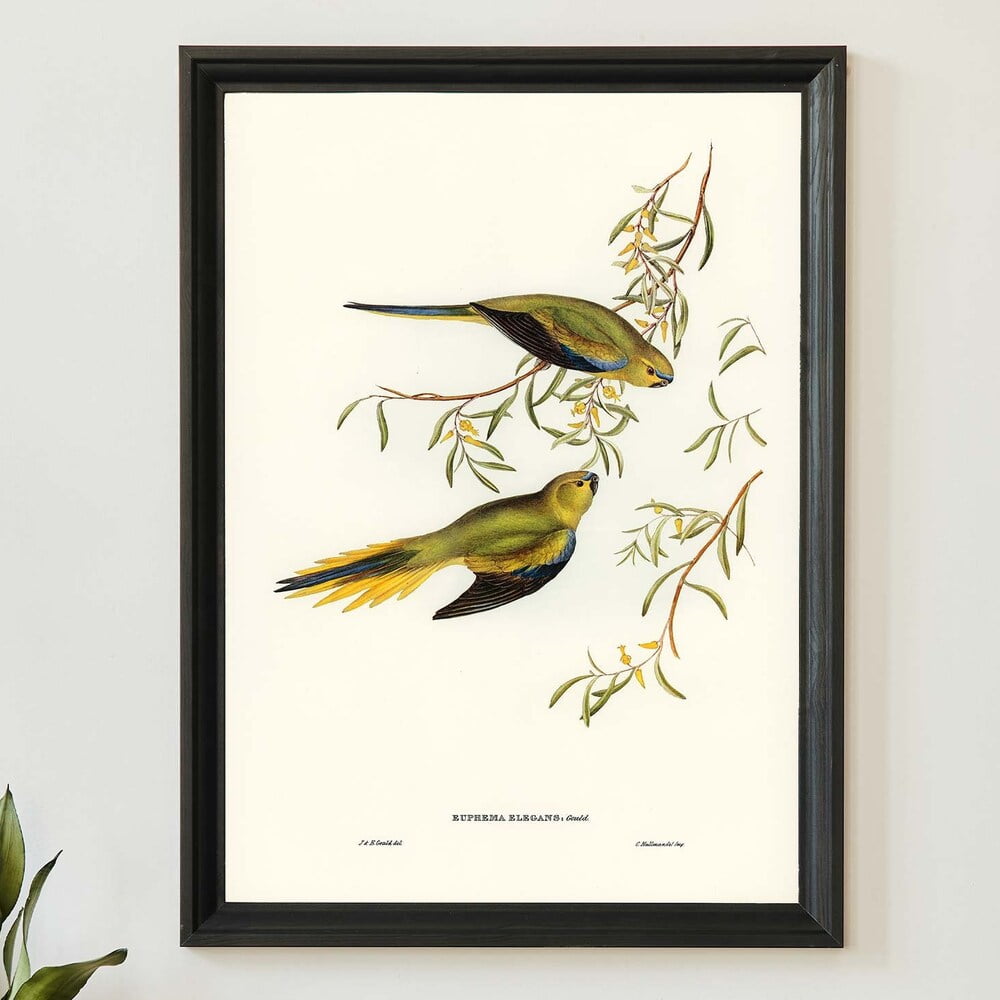Kna Prints - 1 Pc Poster Parakeet Bird Art Print, John Audubon Parrot ...