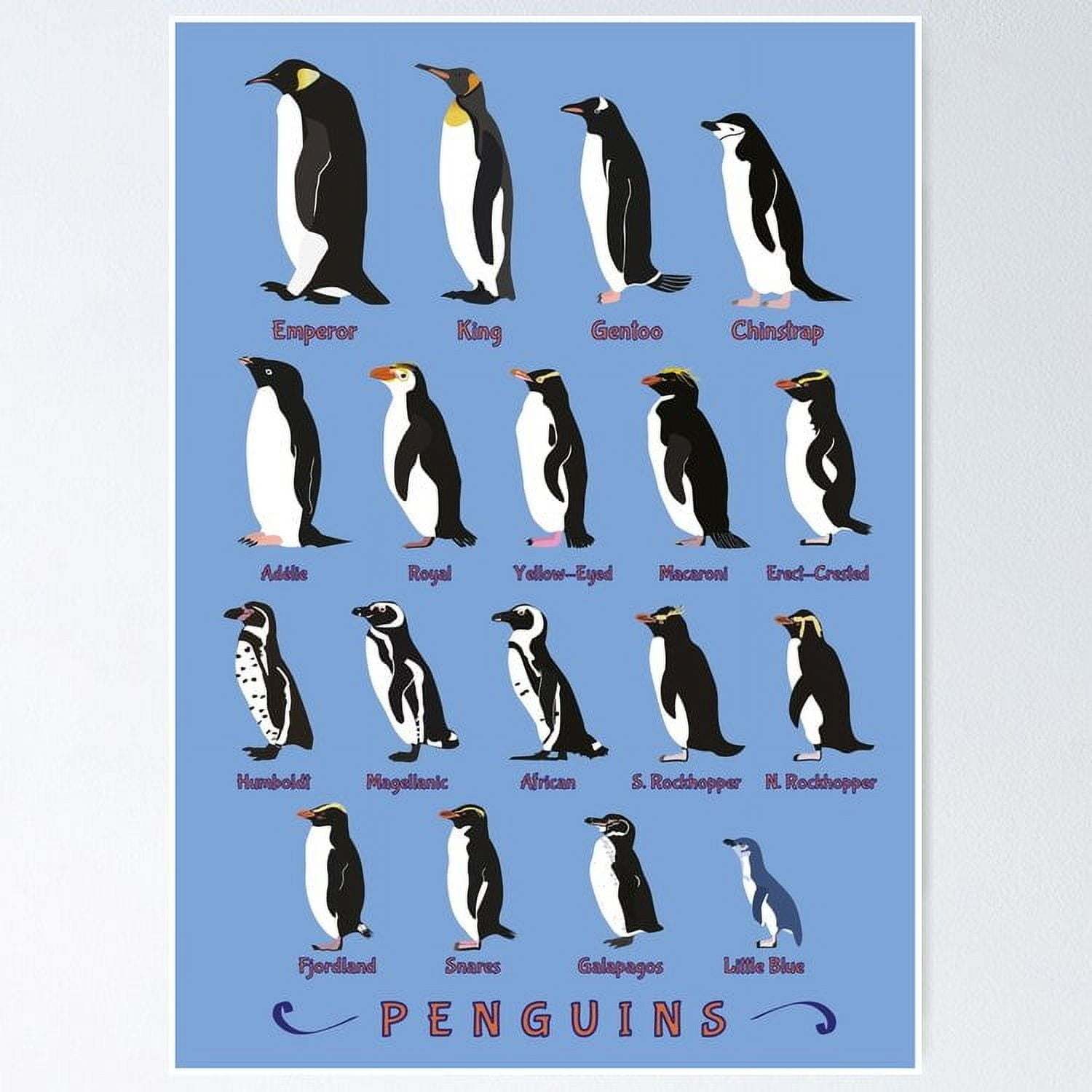 Kna Prints - 1 Pc Poster Penguin Species No , Vintage Wall Art, Trendy ...
