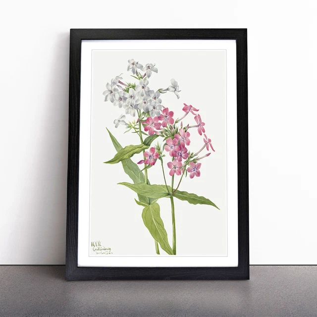 Kna Prints - 1 Pc Poster Perennial Phlox By Mary Vaux Walcott Wall ...