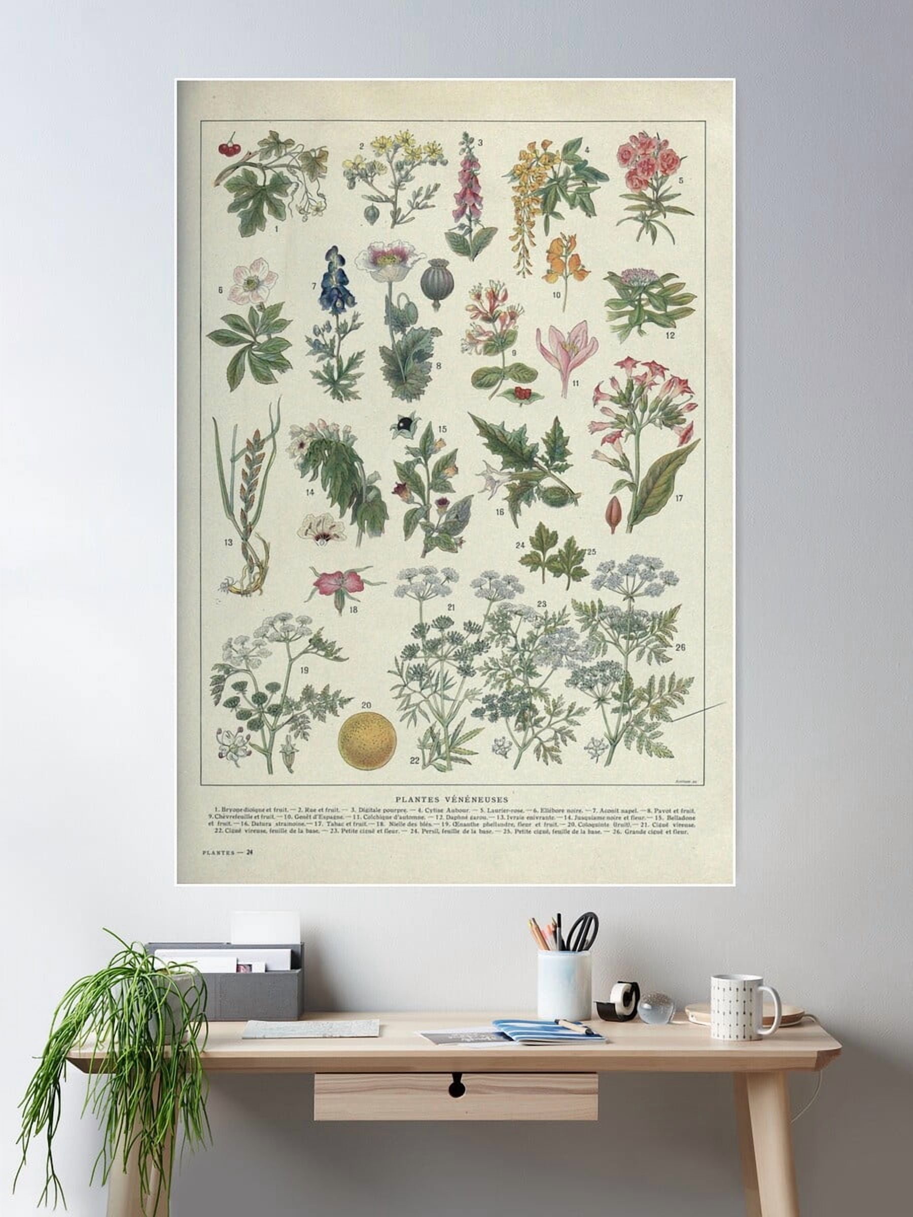 Kna Prints - 1 Pc Poster Poisonous Plants, Plantes Vnneuses, Botanical ...