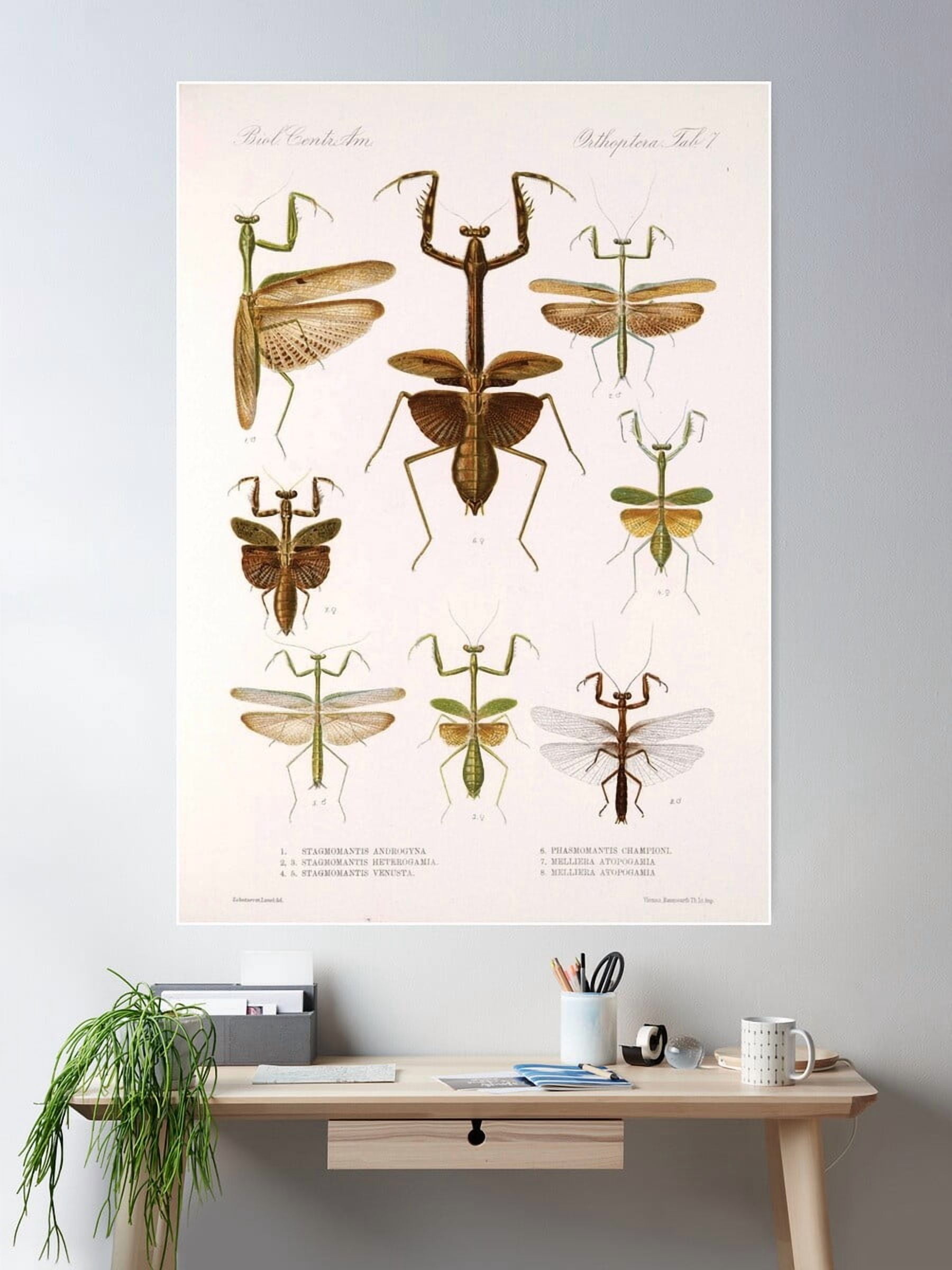Kna Prints - 1 Pc Poster Praying Mantis Vintage Diagram | Insect ...